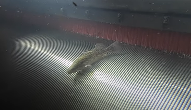 Q/A: Going With the Flow: Modern Intake Design Goes Easy on the Fish